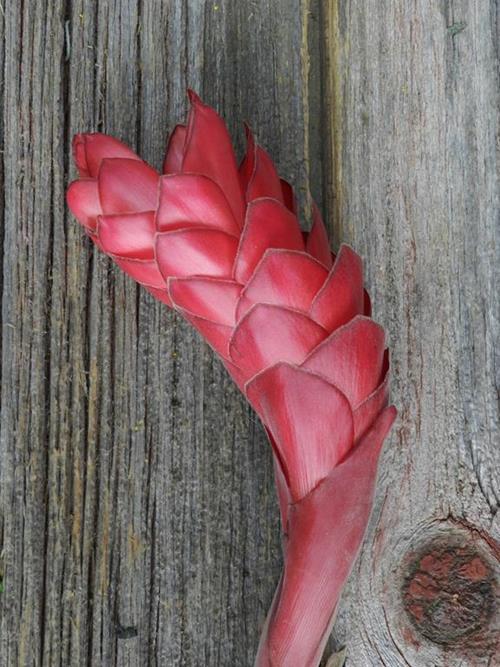 Wholesale Red Ginger Red Ginger Delivered Online | FlowerFarm