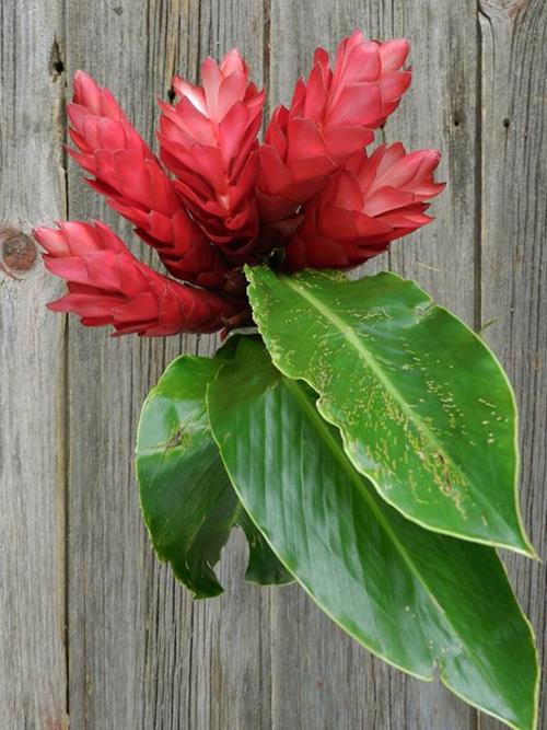 Wholesale Red Ginger Red Ginger Delivered Online | FlowerFarm