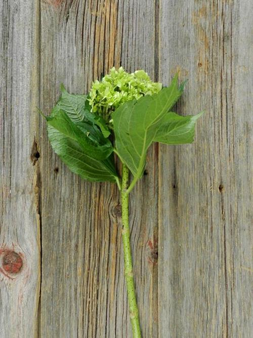Wholesale Mini Dark Green Hydrangeas Delivered Online | FlowerFarm