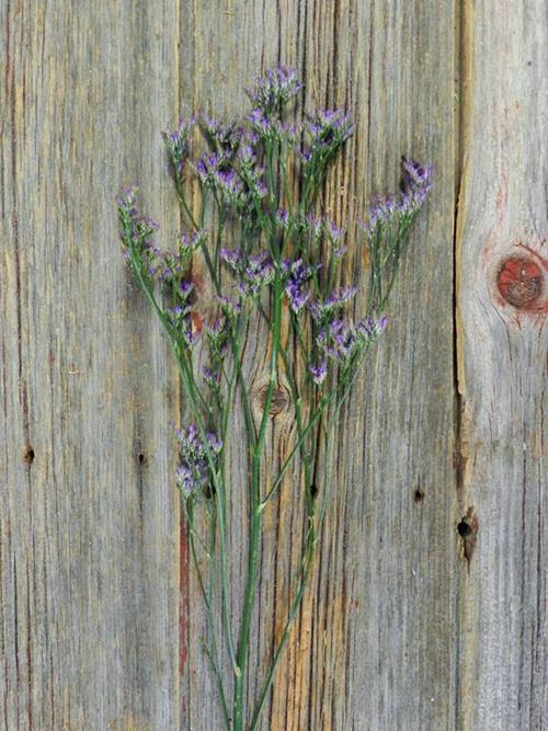 Wholesale Limonium Blue Delivered Online | FlowerFarm