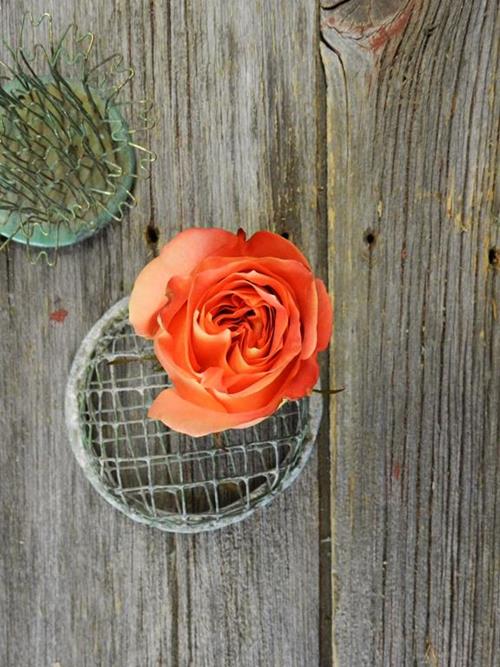 Wholesale Wild Spirit Bi-Color Orange/Yellow Rose Delivered Online ...